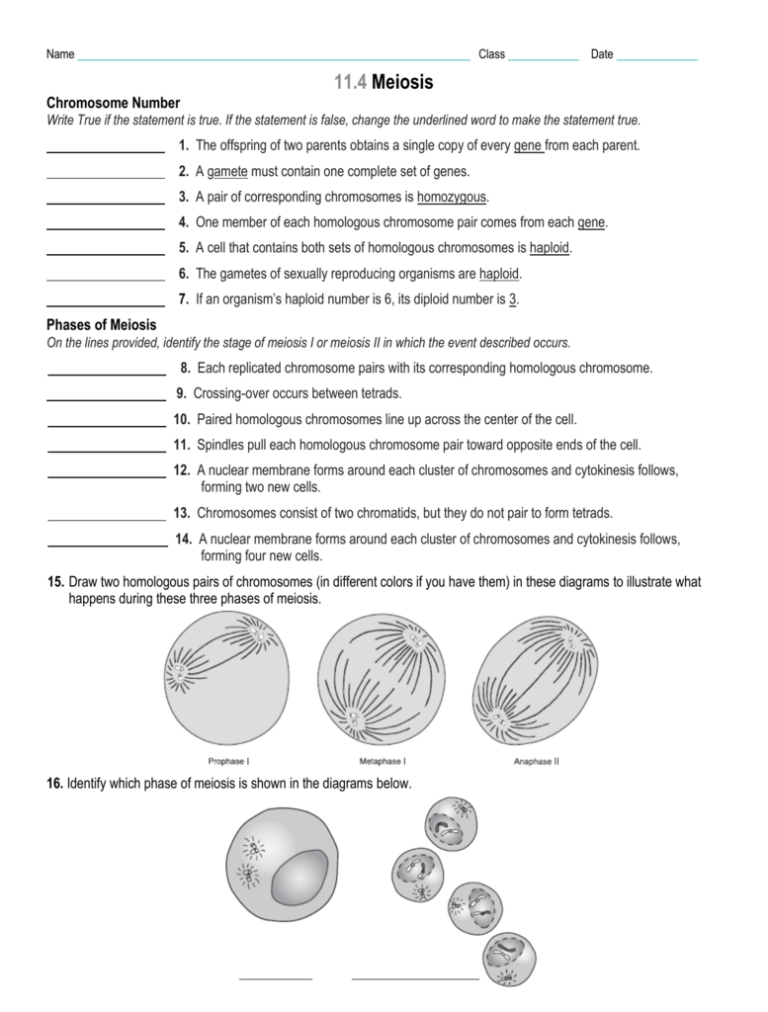 Cell Division Reading Comprehension Worksheet Mitosis And Meiosis ...